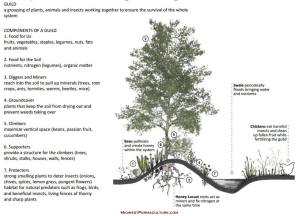Designing a fruit tree guild – Lakeside Community Garden