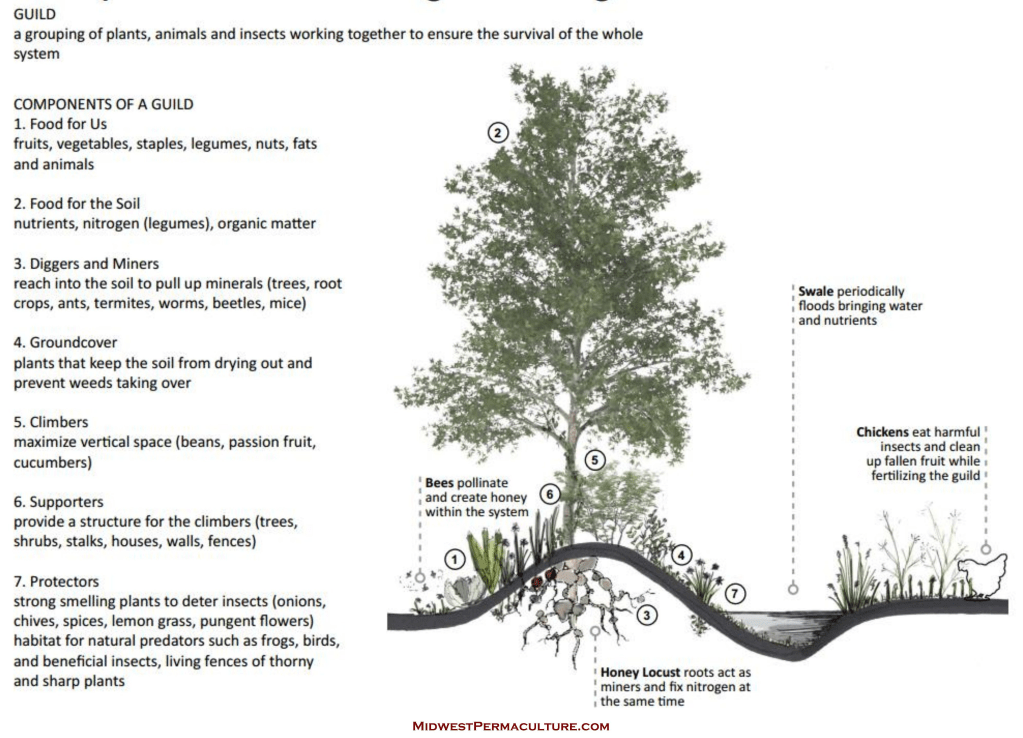 Designing a fruit tree guild – Lakeside Community Garden