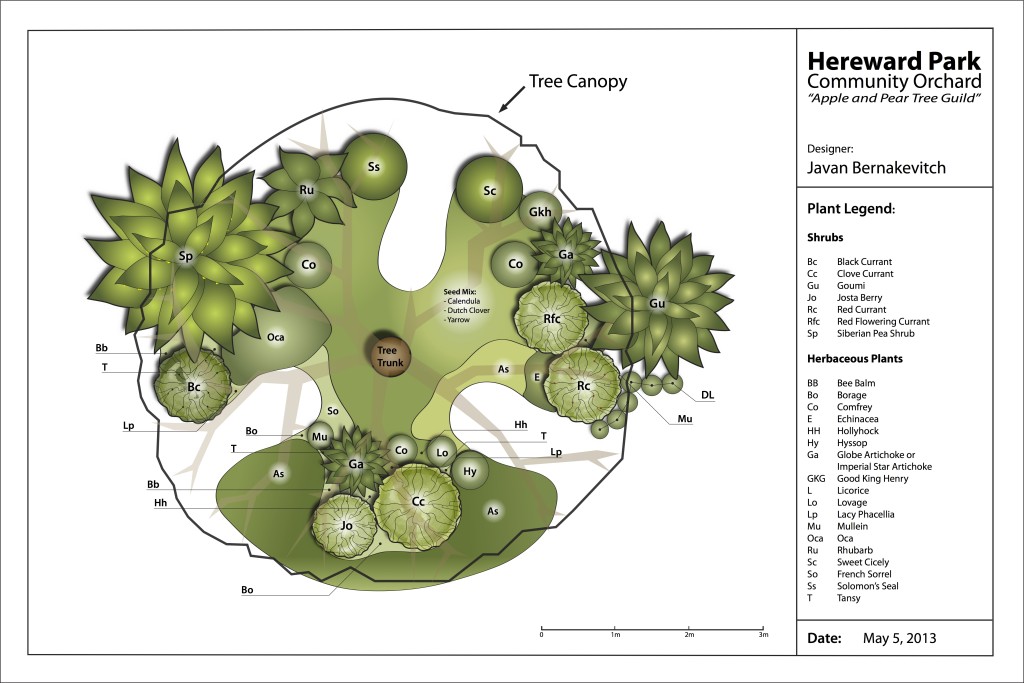 Designing a fruit tree guild – Lakeside Community Garden