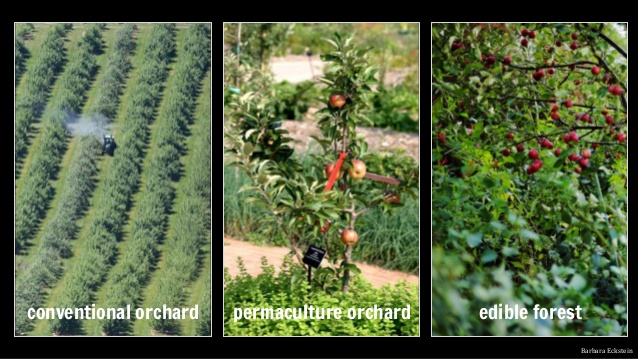 Designing a fruit tree guild – Lakeside Community Garden