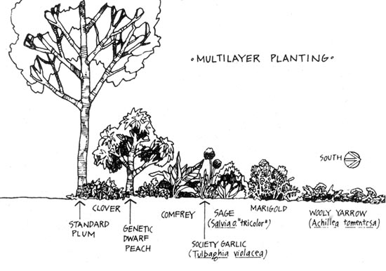 Designing a fruit tree guild – Lakeside Community Garden