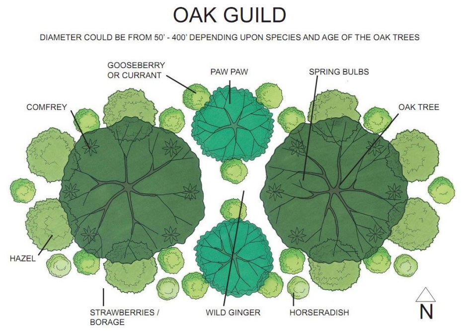 Designing a fruit tree guild – Lakeside Community Garden