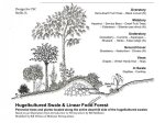 Designing a fruit tree guild – Lakeside Community Garden