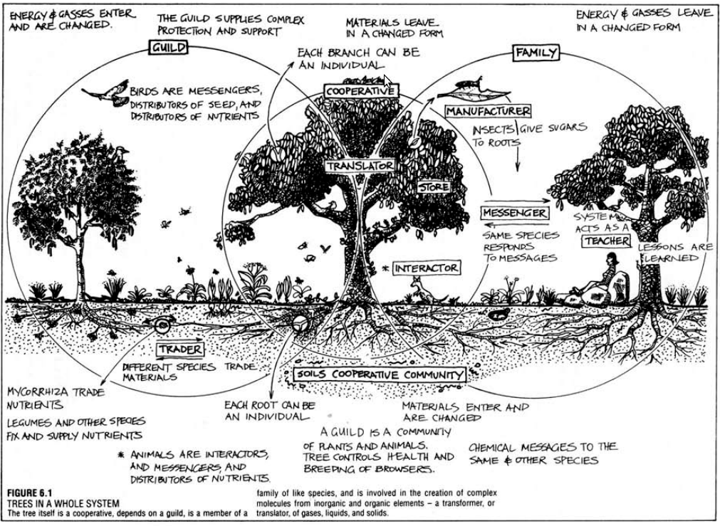 Designing a fruit tree guild – Lakeside Community Garden