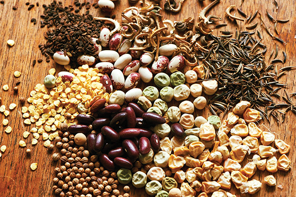 Starting your own seeds – Lakeside Community Garden