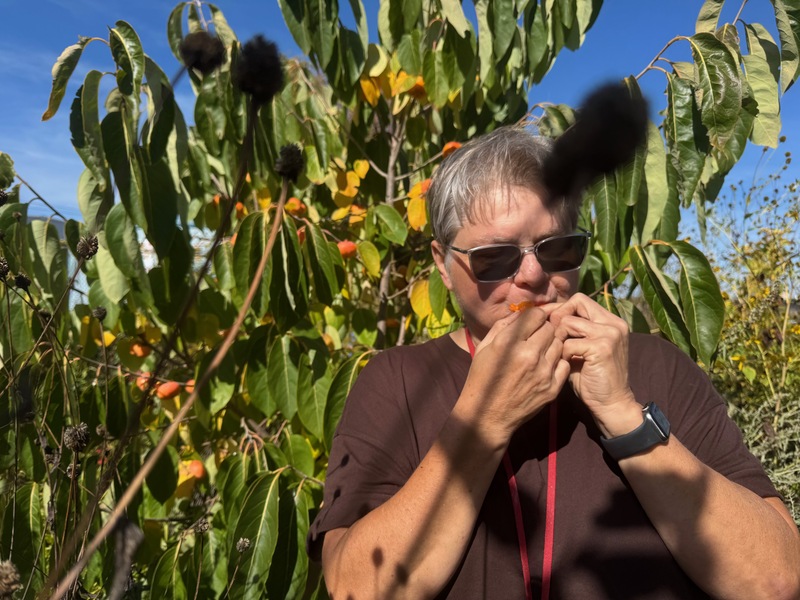 Persimmons are North America’s largest berry – Lakeside Community Garden